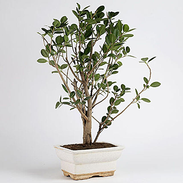 Ficus Panda Plant in White Ceramic Pot | Gift panda plant in attractive ...