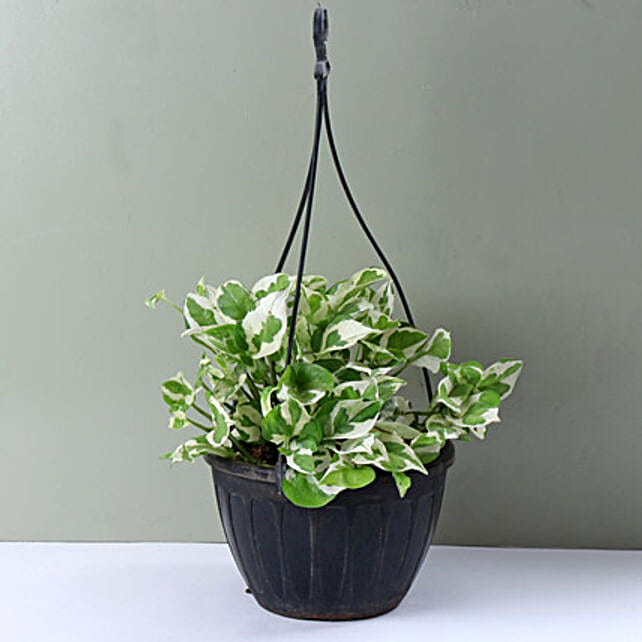 White Pothos Plant | Gift White Pothos plant in a vase - Ferns N Petals